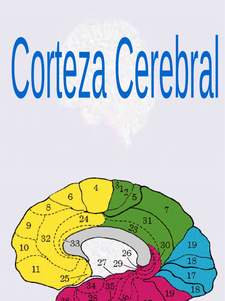 Funciones de las Áreas Corticales Cerebrales | PDF