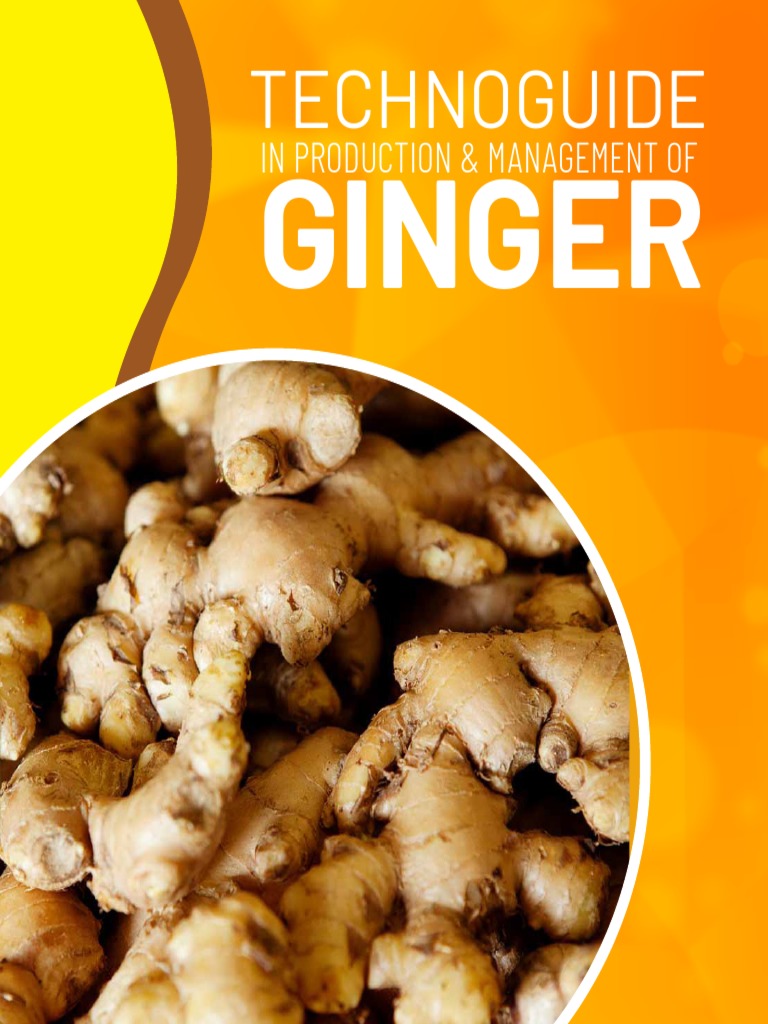 Da Car Technoguide in Production - Management of Ginger | PDF | Ginger | Fertilizer