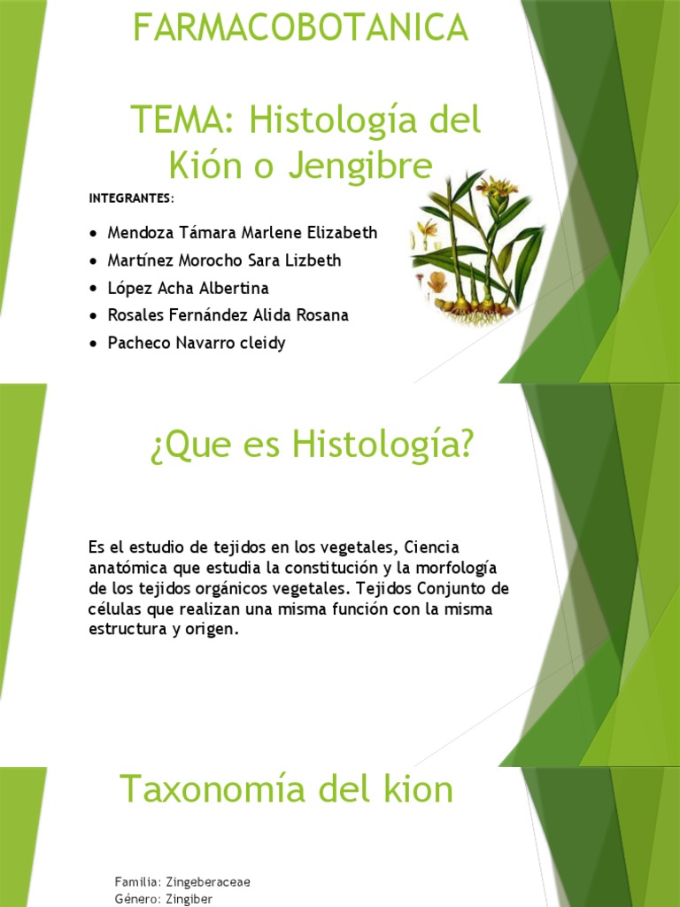 Diapositivas Kion Final | PDF | Plantas | Anatomía