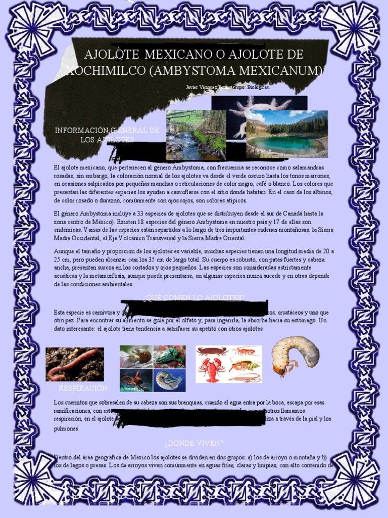 Ajolote Mexicano | PDF | Zoología
