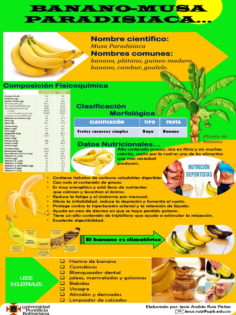 Los beneficios nutricionales y usos del banano | PDF