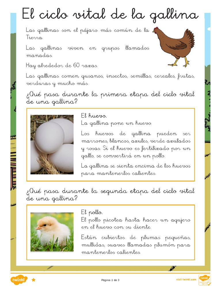 El Cico Vital de La Gallina | PDF | Pollo | Huevo como alimento