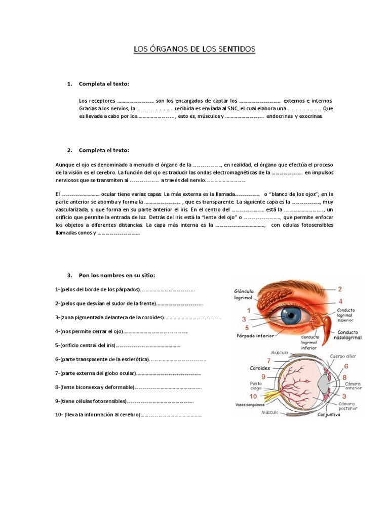 Actividades Sentidos | PDF | Oído | Ojo humano