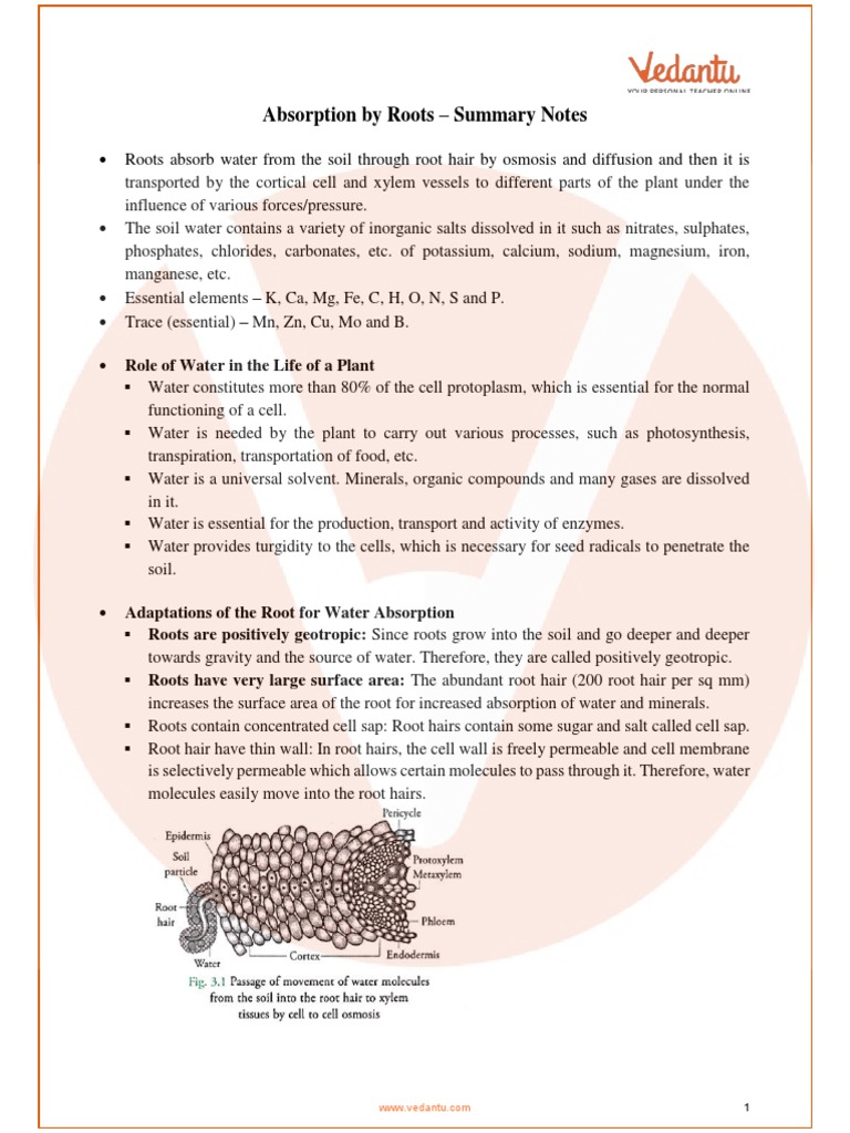 Absorption by Roots - Summary Notes | Download Free PDF | Osmosis ...