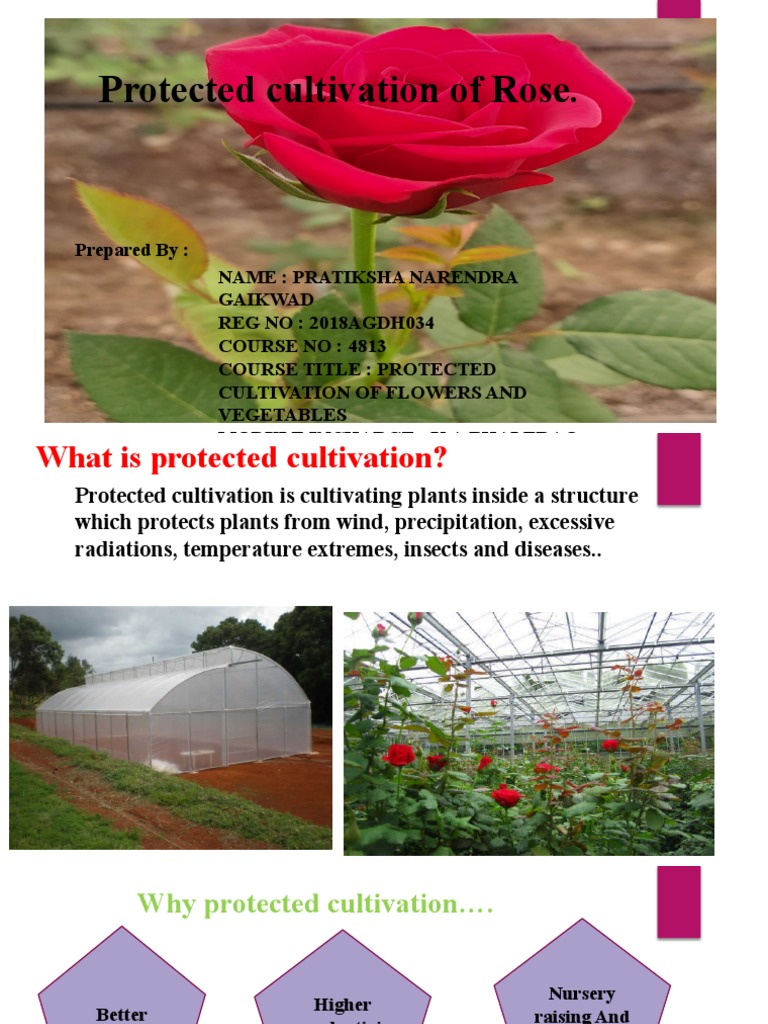 Protected Cultivation of Roses Guide | PDF | Soil | Rose