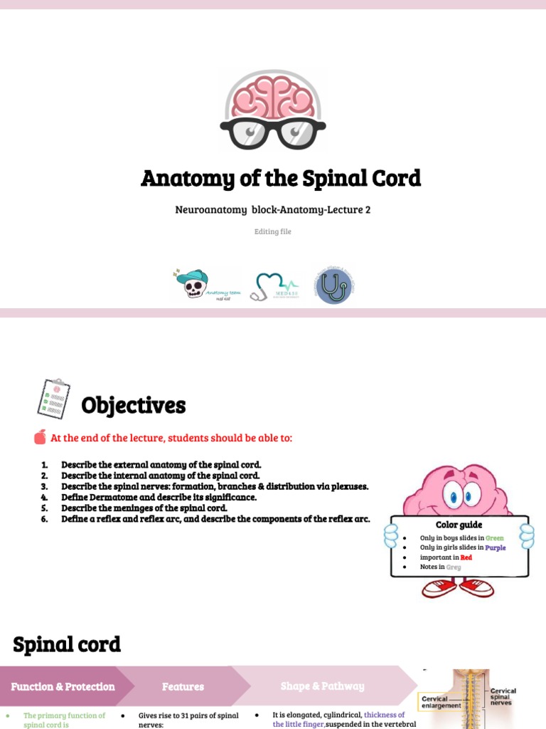 Lecture (2) Anatomy of The Spinal Cord | PDF | Spinal Cord | Vertebral ...