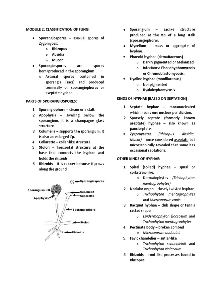 Classification of Fungi (Side notes) | PDF | Fungus | Sexual Reproduction
