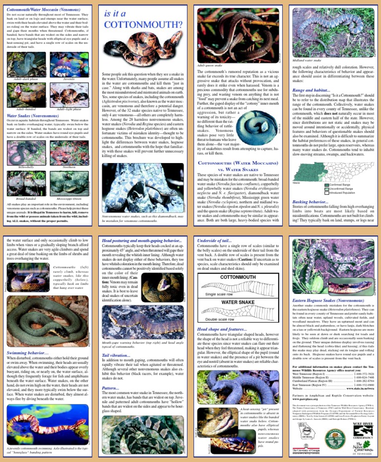 Cottonmouth Brochure | PDF | Snake | Predators