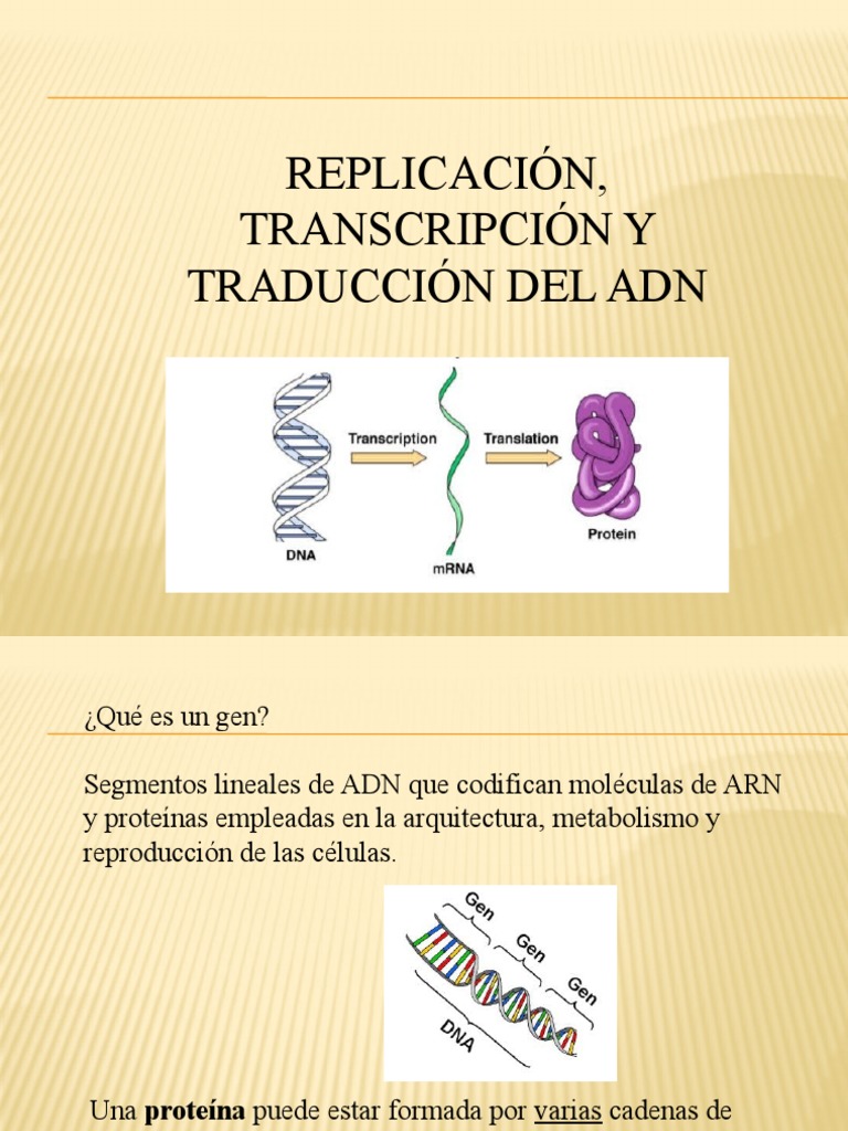 Del ADN A Proteínas | PDF | Replicación De Adn | Traducción (biología)