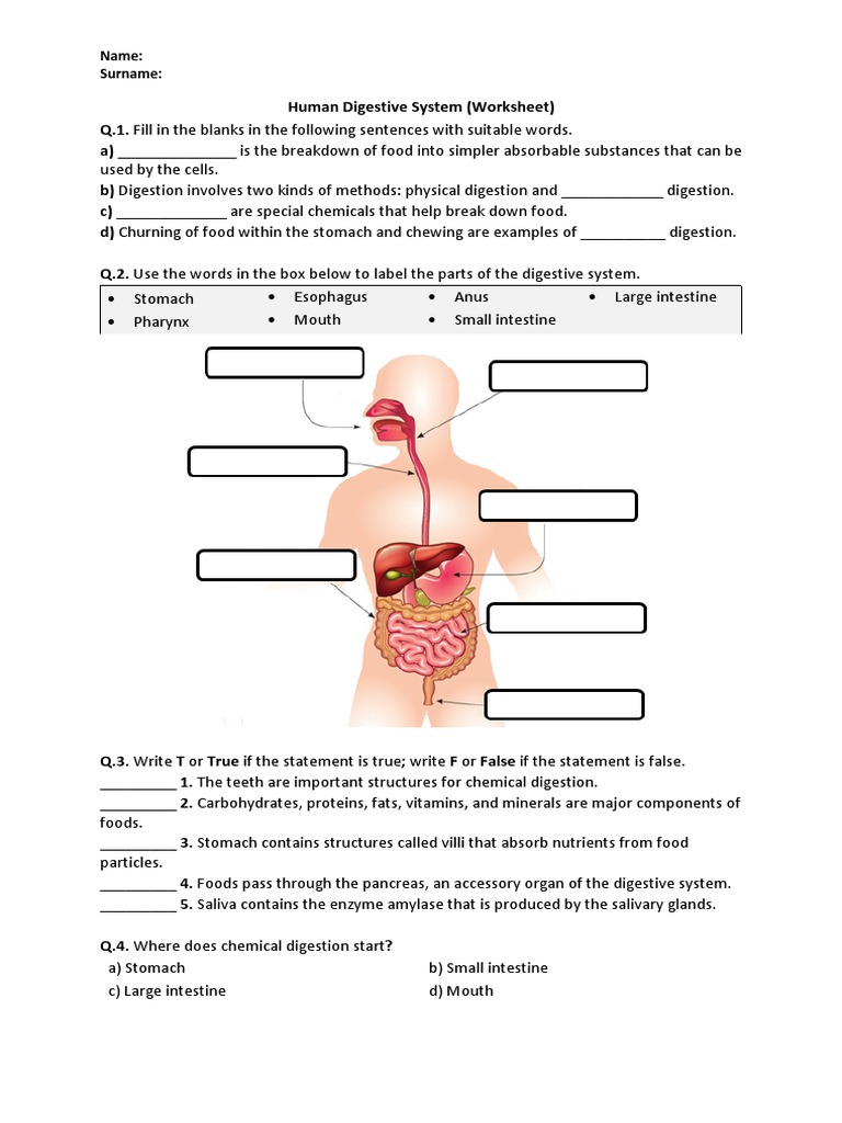 DIGESTIVE-SYSTEM | PDF | Digestion | Human Digestive System
