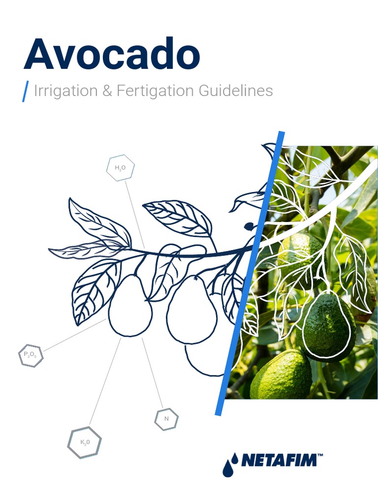 Avocado Irrigation & Fertigation Guide | PDF | Irrigation | Rain