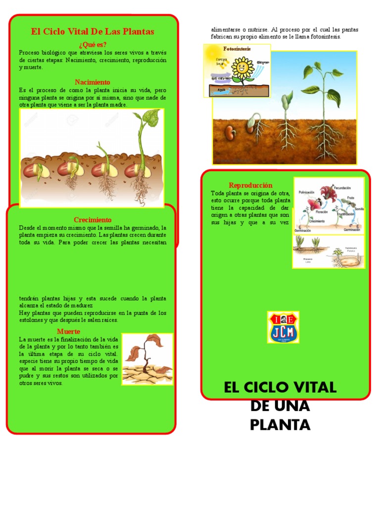 Diptico Ciclo de Las Plantas | PDF