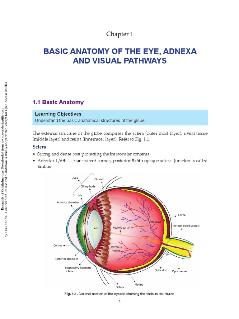 Basic Anatomy of The Eye, Adnexa | PDF | Cornea | Retina