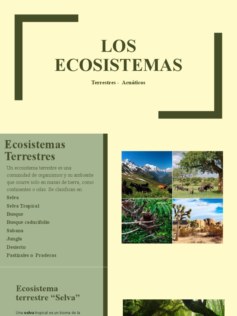 Los Ecosistemas - Clase | PDF | Selva | Ecosistema