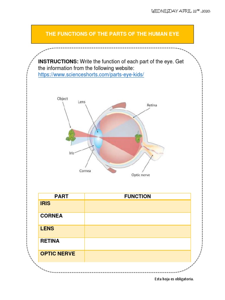THE FUNCTIONS OF THE PARTS OF THE HUMAN EYE Worksheet 2 | PDF