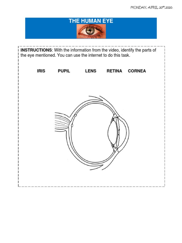 THE HUMAN EYE Worksheet 1 | PDF | Games & Activities | Computers