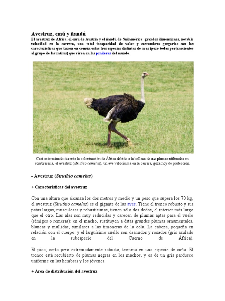 Avestruz | PDF | Aves | Ornitología