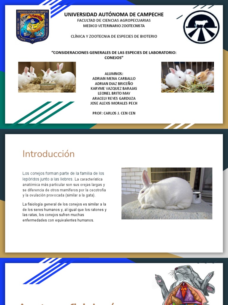 Equipo 4 - Conejos - Clínica de Especies de Bioterio | PDF | Pulmón ...