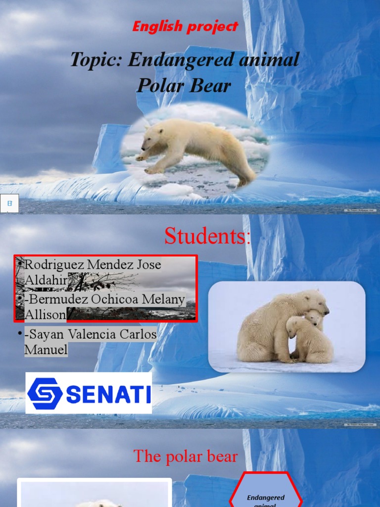 The Polar Bear | PDF | Polar Bear | Bears