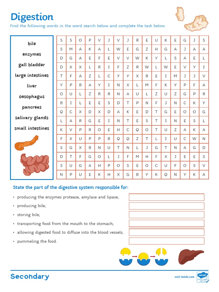 t4 SC 687 ks4 Digestion Word Search | PDF | Human Digestive System ...