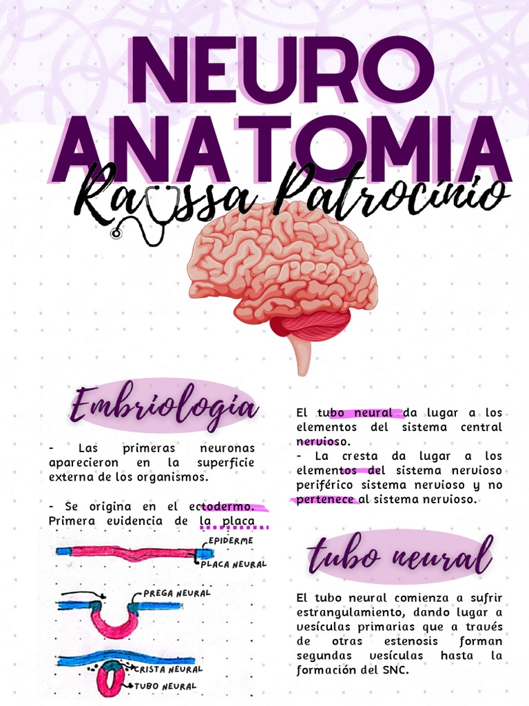 Resumen Neuroanatomía y Fisiología | PDF | Sinapsis | Sistema nervioso