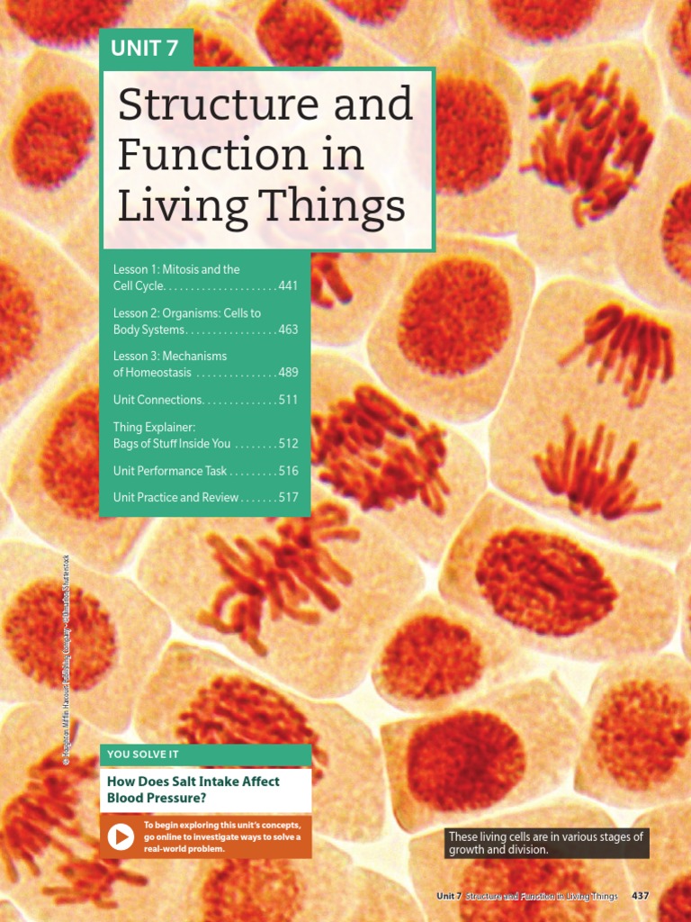 Unit 7 Structure and Function of Living Things | PDF | Mitosis ...