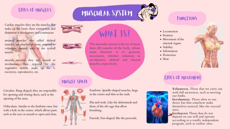 Muscular System Mindmap | PDF | Skeletal Muscle | Physiology