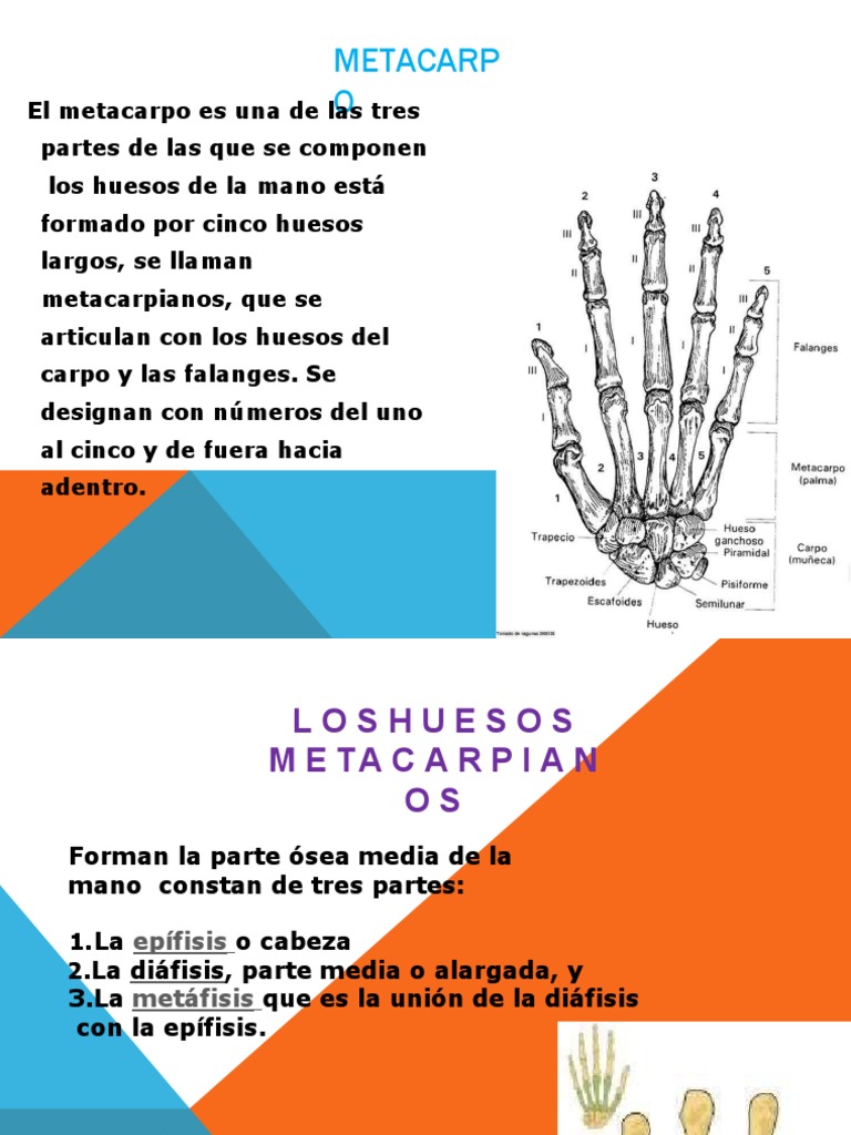 Metacarpo 121006133157 Phpapp01 | PDF