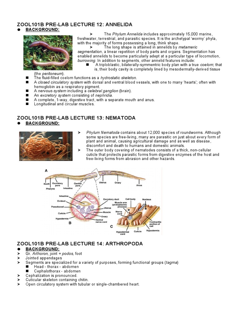 Nematodes: Circulatory System Overview | PDF | Nematode | Animal Physiology