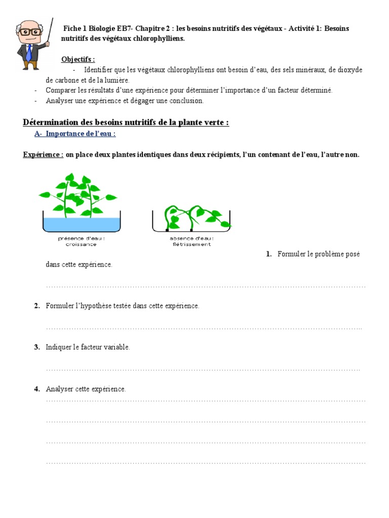 Fiche 1 Biologie EB7 | PDF | Chlorophylle | Plantes