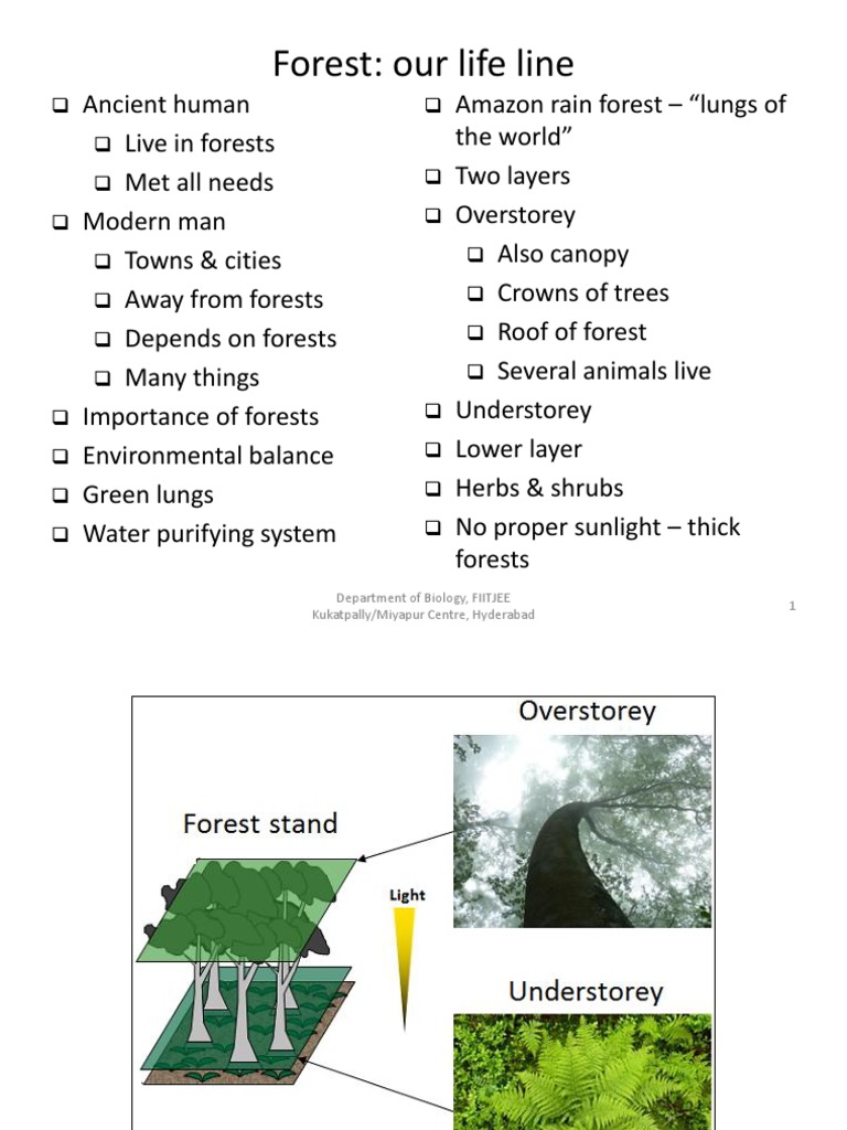 VII Forest Our Lifeline | Download Free PDF | Soil | Trees