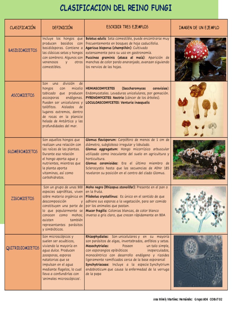 Cuadro Comparativo-Reino Fungi | PDF | Hongo | Organismos