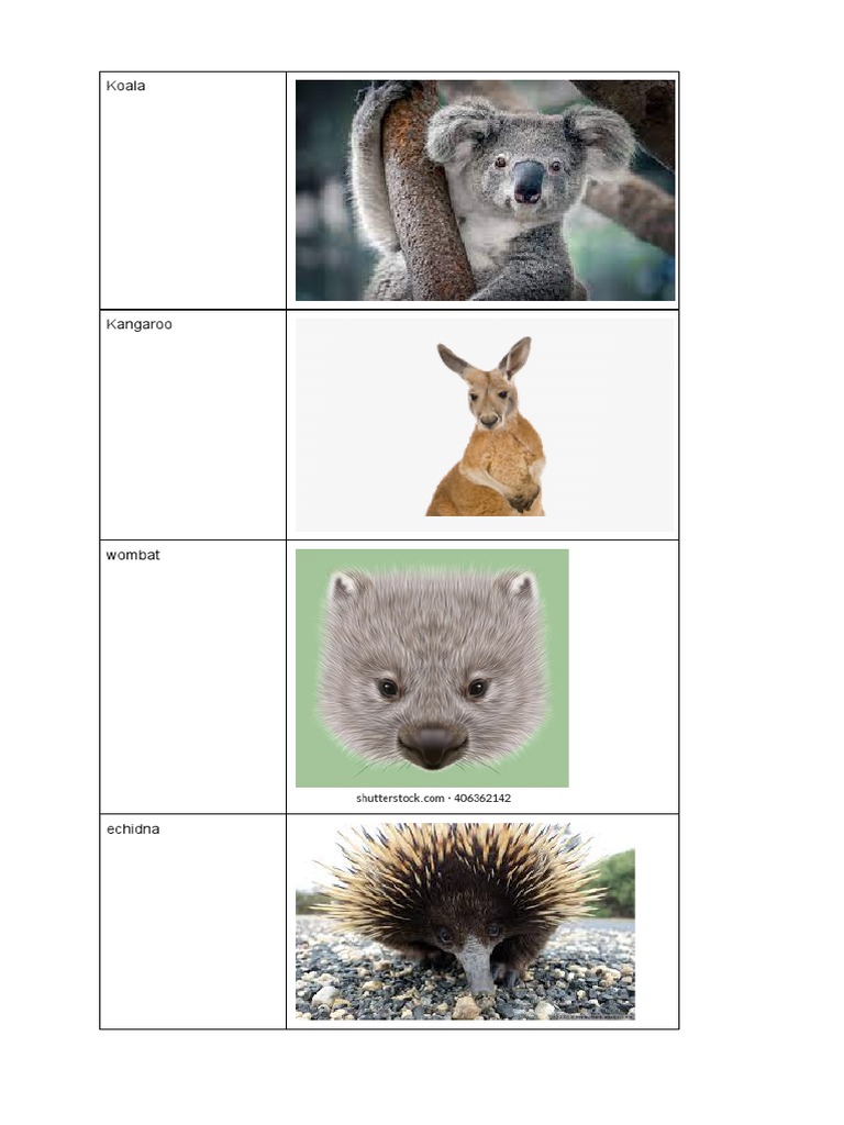 Wombat Stew Characters Costumes | PDF