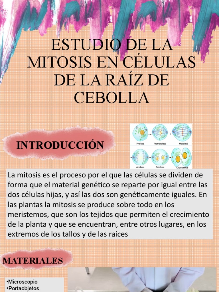 Mitosis en Raiz de La Cebolla | PDF | Mitosis | Biología Celular)