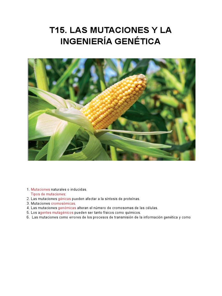 T15 - Mutaciones | PDF | Mutación | Mutageno