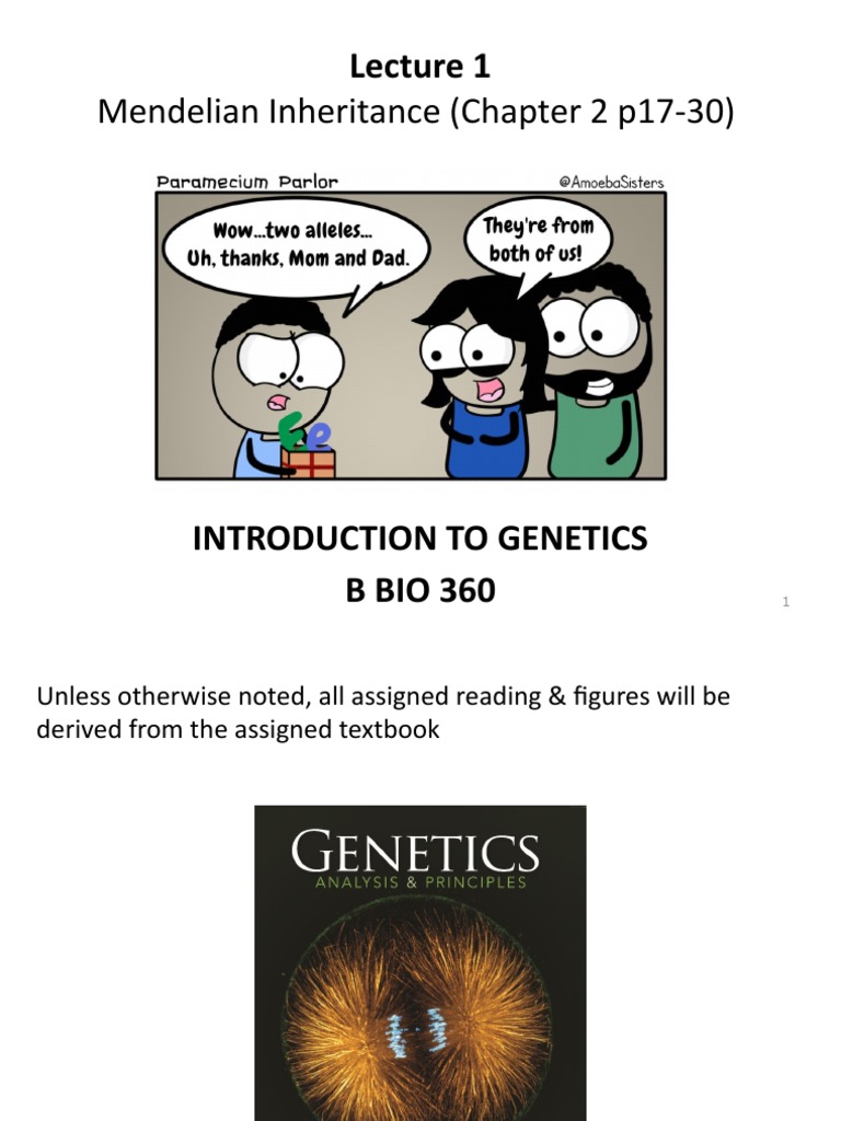 Lecture 1- Mendelian Inheritance_canvas | PDF | Dominance (Genetics) | Genotype