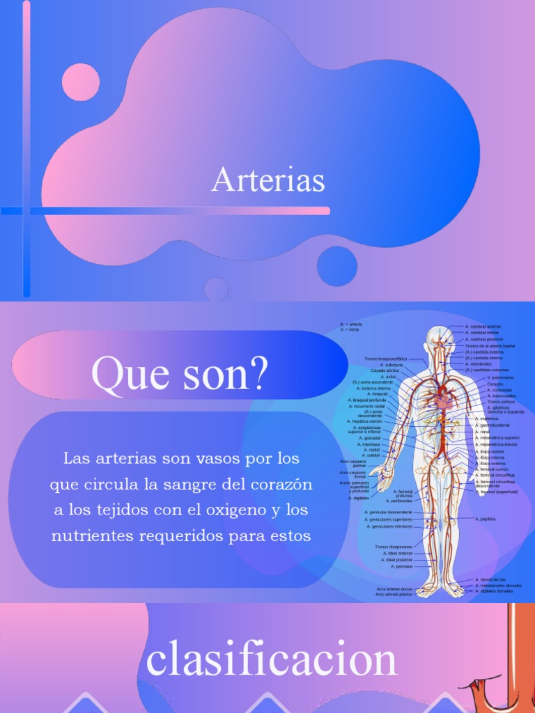 Arterias | PDF | Aorta | Estómago