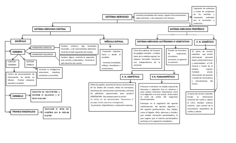 Mapa Conc Sistema | PDF | Cerebro | Sistema nervioso central
