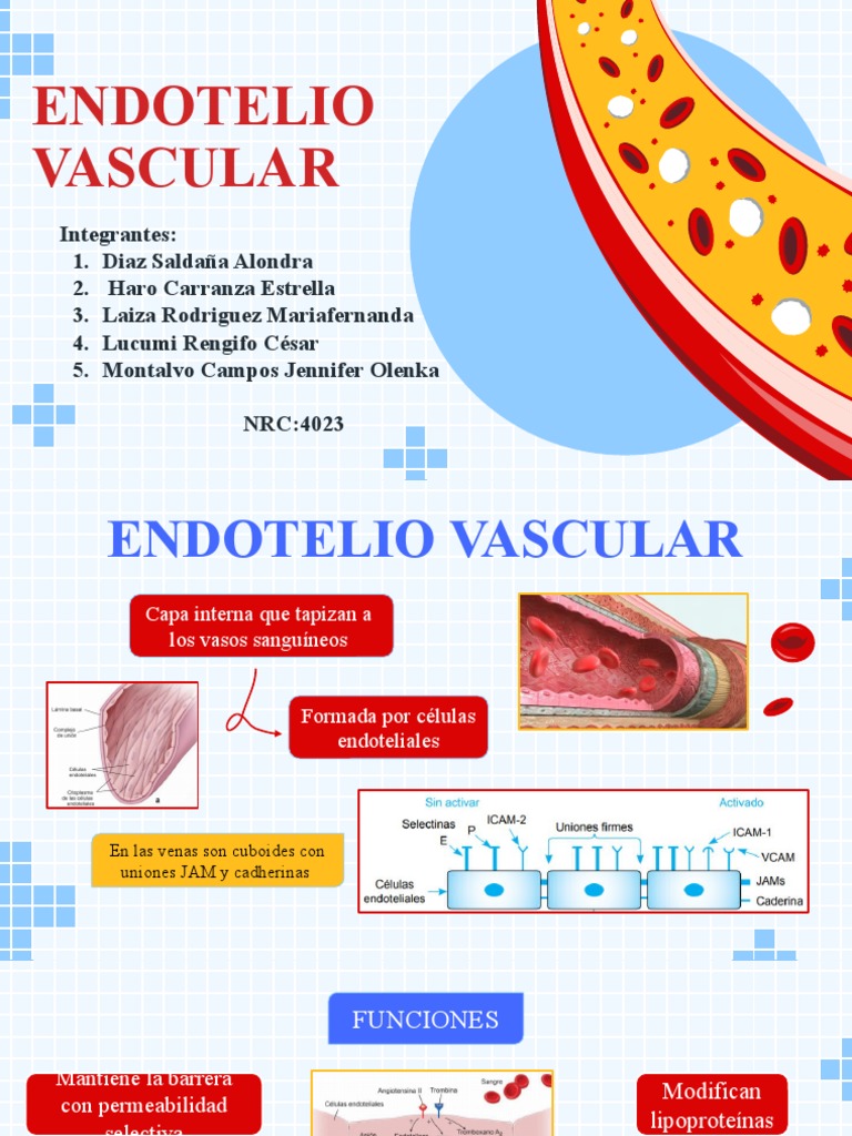 p2 Endotelio Vascular | PDF | Sistema linfático | Linfocitos
