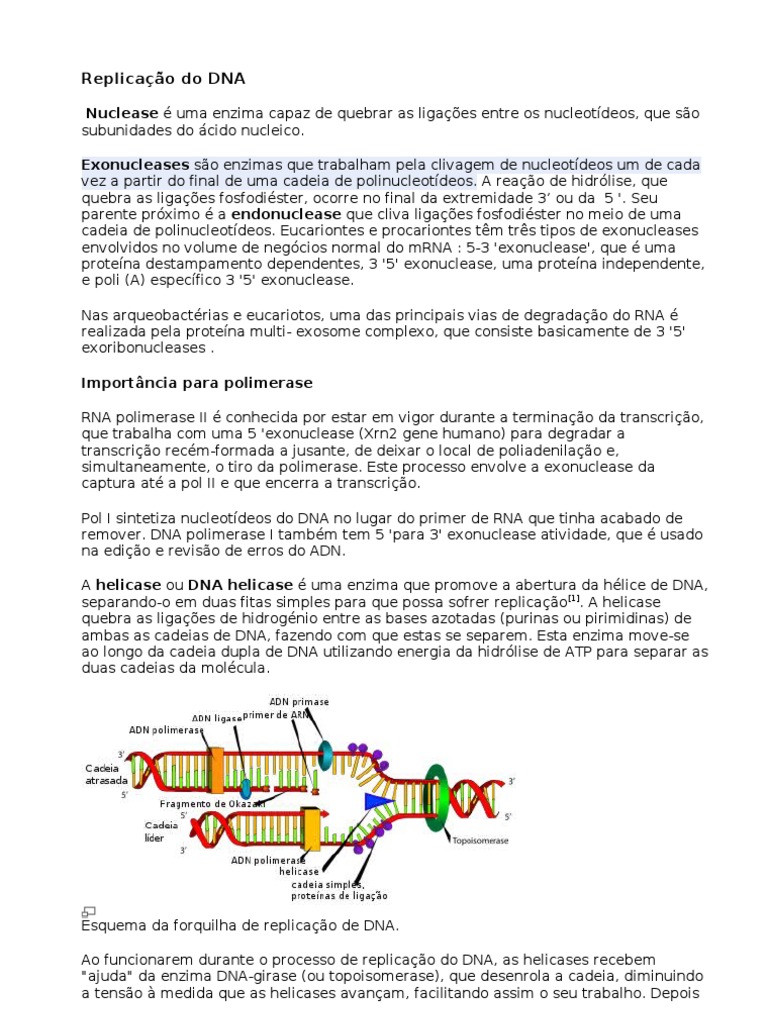 Replicação do DNA | Replicação de DNA | Ácidos Nucleicos