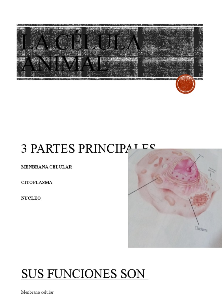 Estructura y Funciones de la Célula Animal | PDF | Salud y bienestar ...