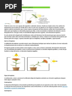 Tropismo: tipos y ejemplos en plantas | PDF | Botánica | Plantas