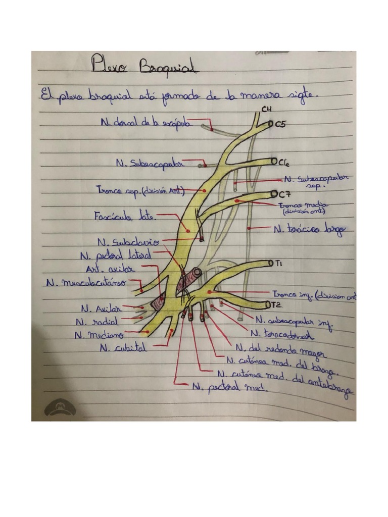 Plexo Braquial | PDF