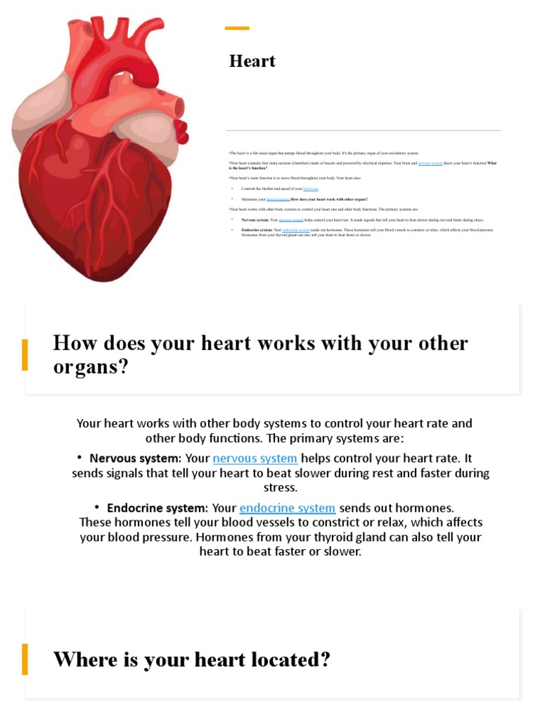 Understanding Heart Function and Anatomy | PDF | Heart | Endocrine System