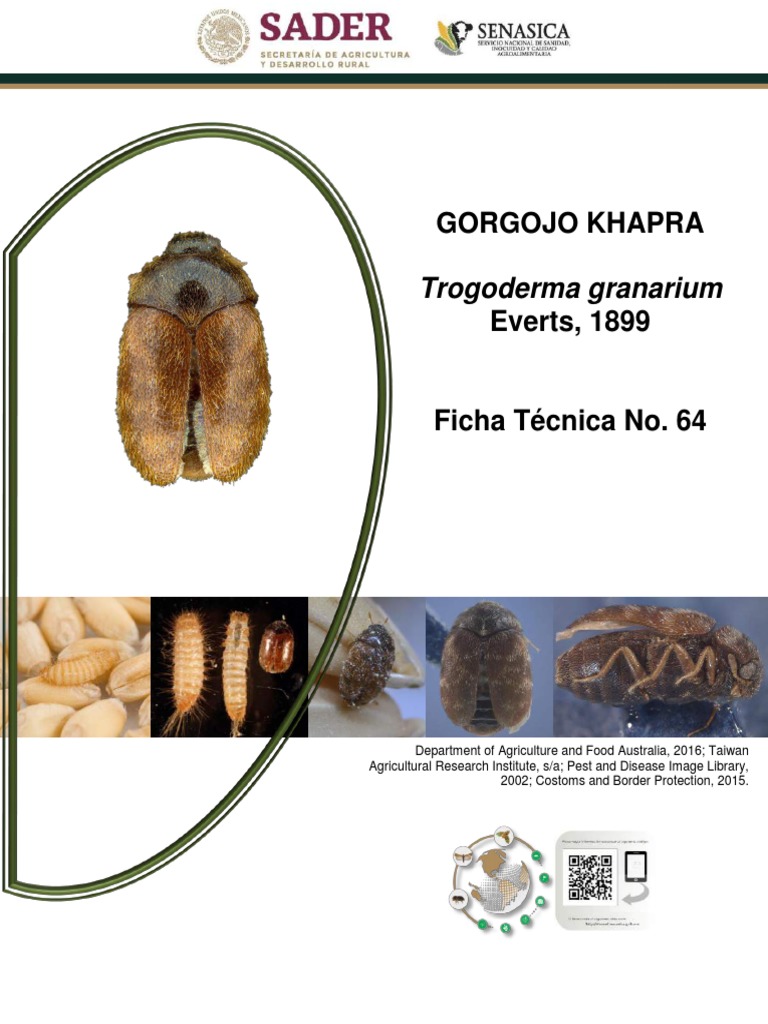 Ficha Técnica de Gorgojo Khapra TROGODERMA Granarium | PDF | Plaga ...
