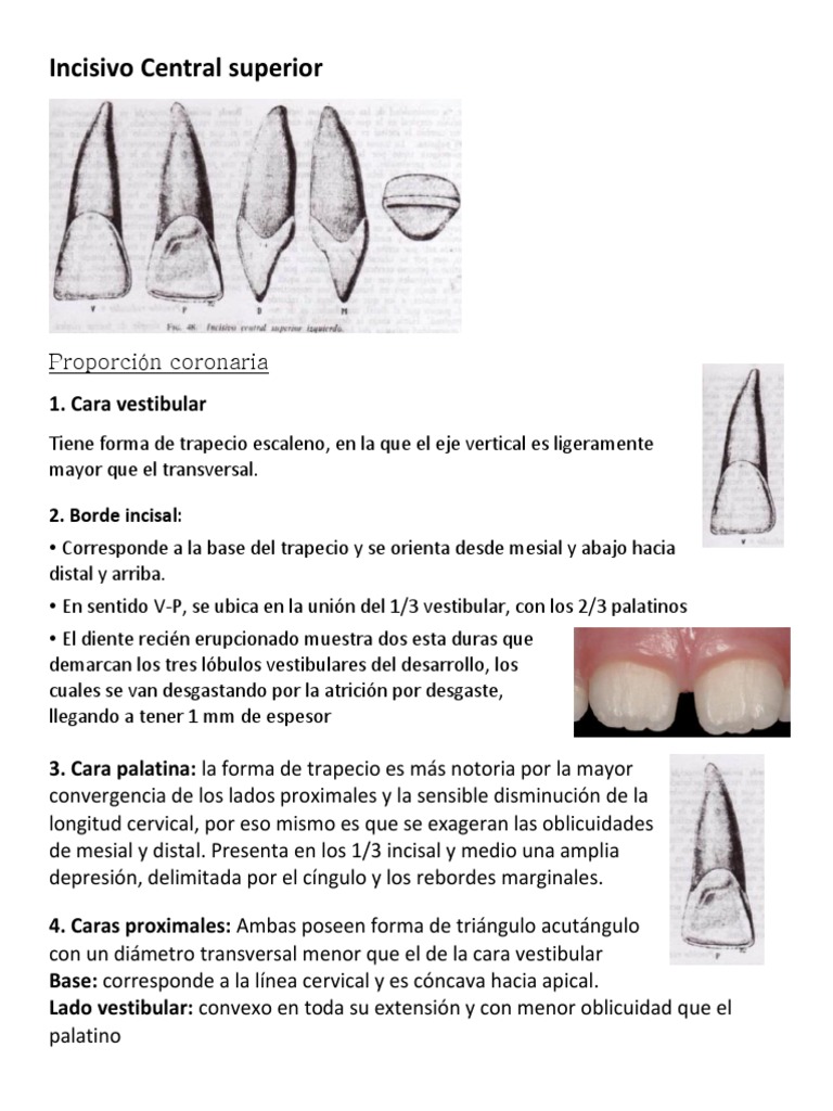 Incisivo Central Superior | PDF | Odontología | Ramas de Odontología