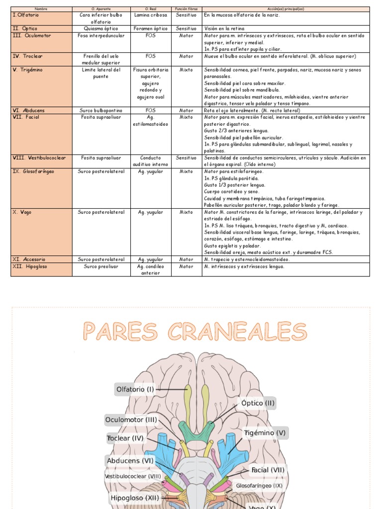 12 Pares Craneales | PDF | Anatomía | Cabeza y cuello humanos