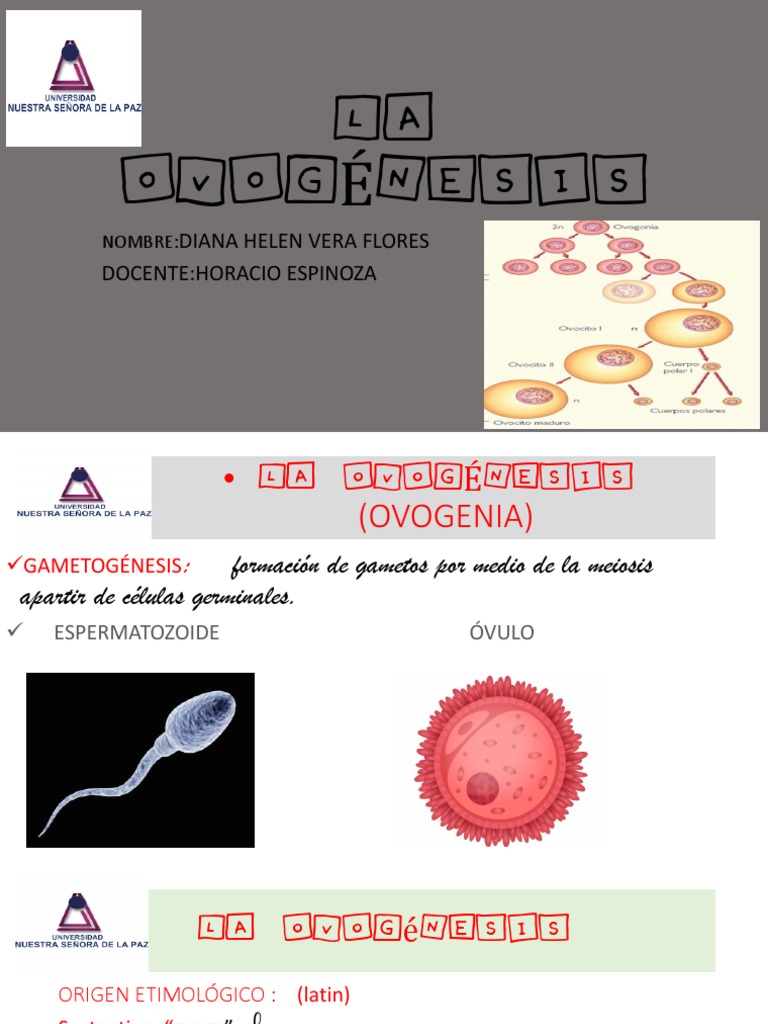 La OvogÉNESIS | PDF