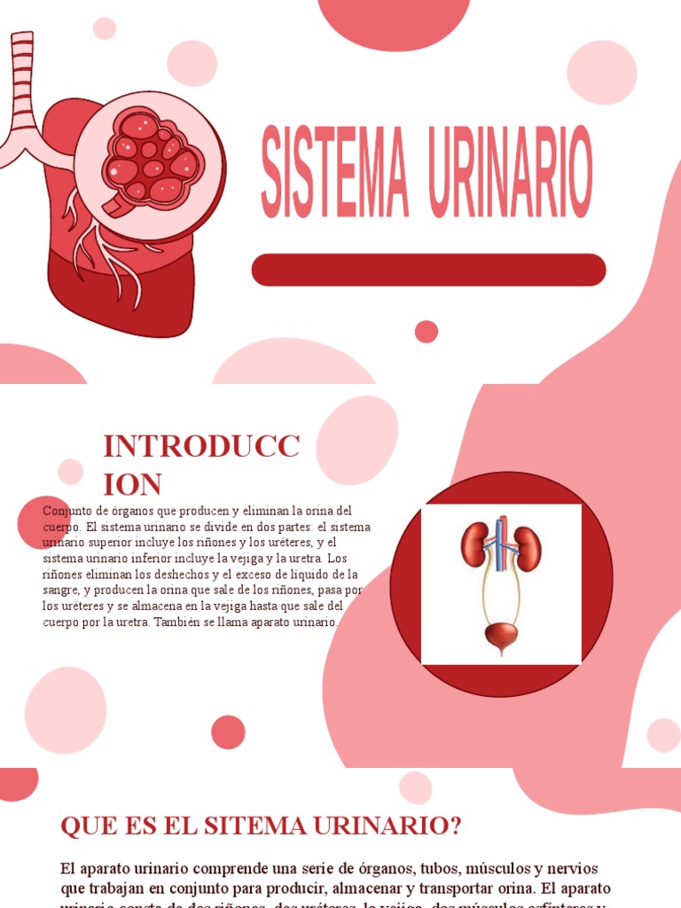 Sistema Urinario | PDF | Sistema urinario | Vejiga urinaria