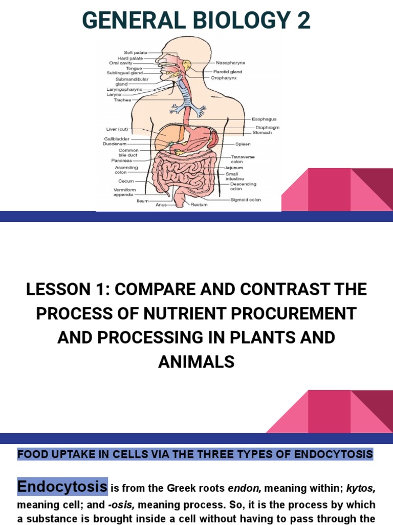 Genbio2 Lesson 2 Nutrient Procurement And Processing Part 2 Download